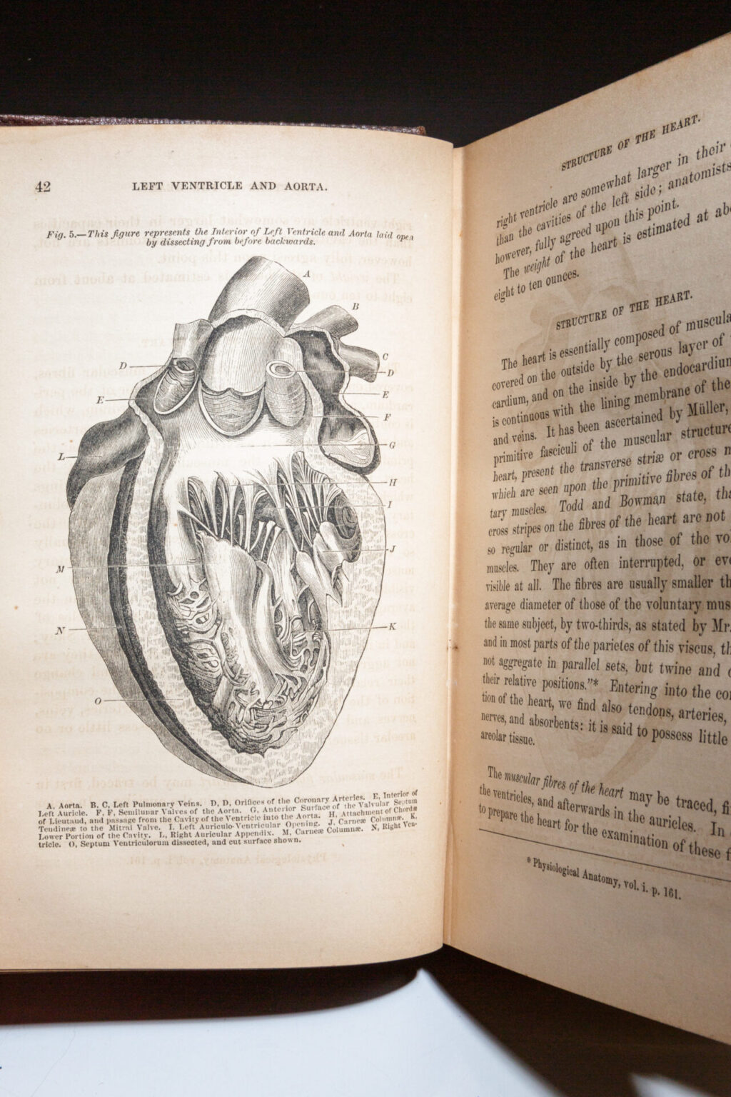 Anatomy Of The Arteries Of The Human Body - The First Edition Rare Books