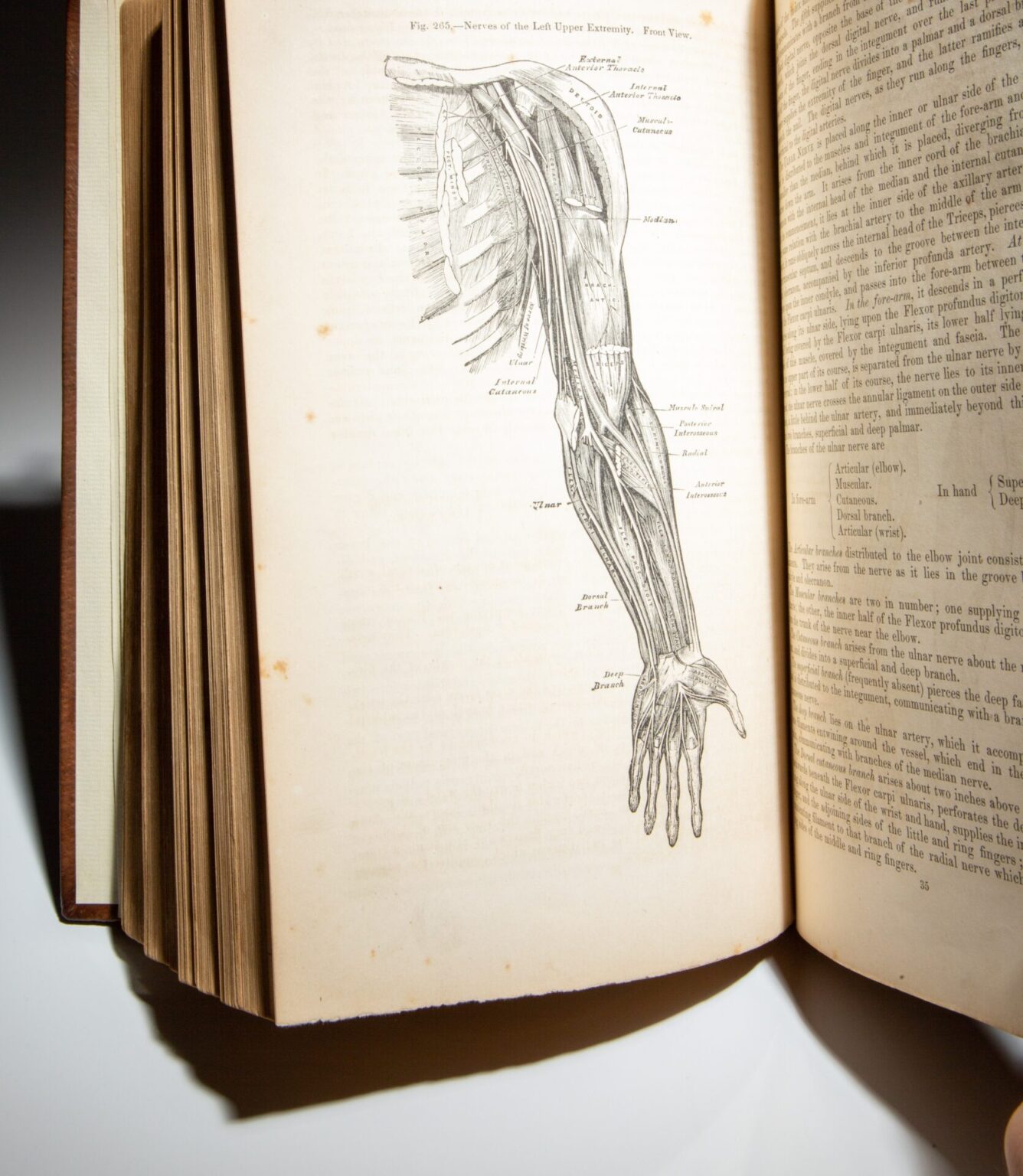 Anatomy, Descriptive and Surgical - The First Edition Rare Books